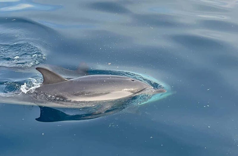 Taormina:Sunset Boat Tour with Aperitif and Dolphin Watching - Who Is This Tour Perfect For?