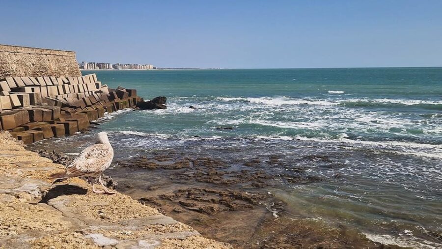 Tapas tour in Cádiz - Key Points