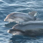 Tarifa: Orca, Whale and Dolphin Watching Boat Experience - The Logistics: Practical Details