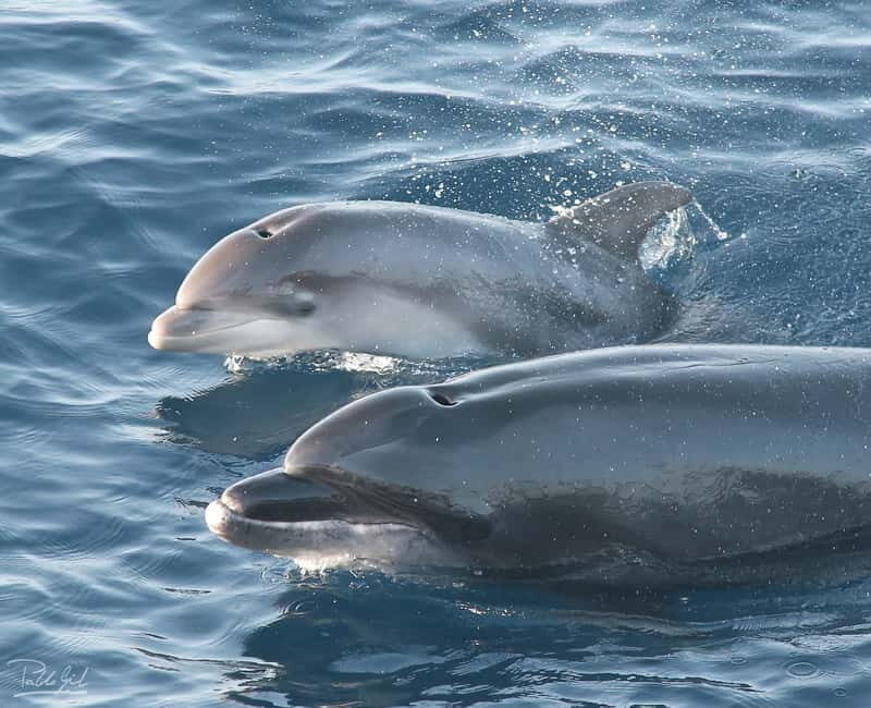 Tarifa: Orca, Whale and Dolphin Watching Boat Experience - The Logistics: Practical Details