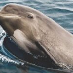 Tarifa: Whale & Dolphin Watching in the Strait of Gibraltar - Who Will Love This Tour?