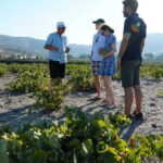 Taste & Create: Santorini Wine & Cooking Experience - Authentic Experiences and Genuine Value