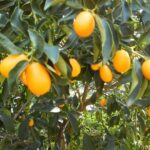 Taste of Corfu Town - The Value and Who It’s Best For