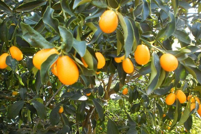 Taste of Corfu Town - The Value and Who It’s Best For