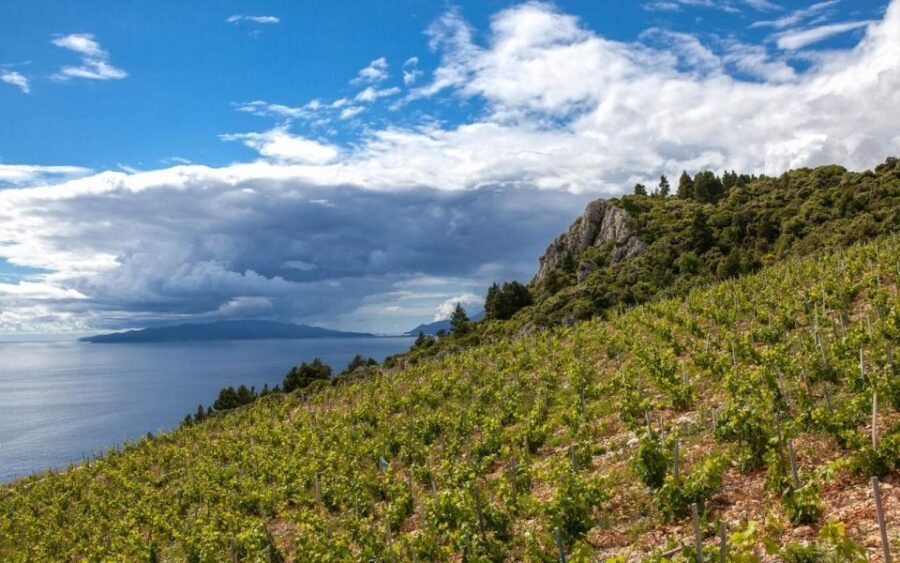 Taste of Dubrovnik and Ston - Day Trip from Dubrovnik - Detailed Breakdown of the Tour
