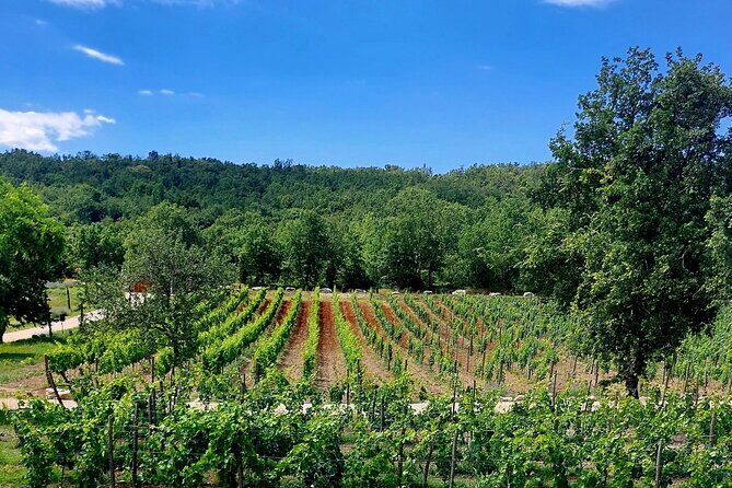 Taste of Istria - wine, brandy, vinegar, local food - Authenticity and Value: What Sets This Tour Apart