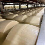 Taste of Modena: Parmigiano, Balsamic & Prosciutto + Lunch - A Closer Look at Balsamic Vinegar Production