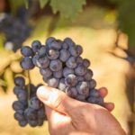 Tasting and Tour Vino Nobile di Montepulciano - A Closer Look at the Experience