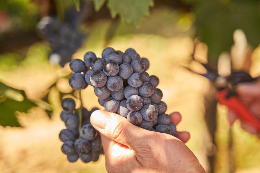 Tasting and Tour Vino Nobile di Montepulciano - A Closer Look at the Experience