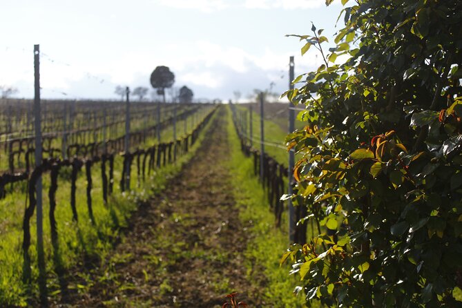 Tasting Selection of 4 wines in Montefalco - A Warm Welcome to the Montefalco Wine Experience