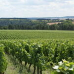 Tasting: Sparkling Discovery - An In-Depth Look at the Sparkling Discovery Tour