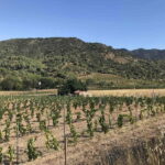 tasting wines in the vineyards with hotel pickup hotel - What You Can Expect During the Tour
