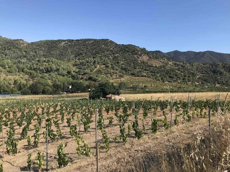 tasting wines in the vineyards with hotel pickup hotel - What You Can Expect During the Tour