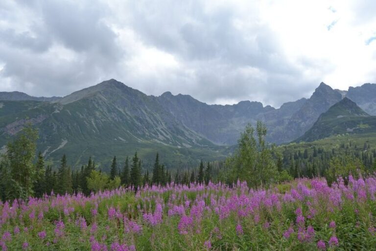 Tatras Mountains: Full-day Hiking Tour from Krakow - What Makes This Tour Stand Out?