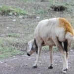 Taurus Mountains Trekking Tour (3723m) - The Experience and What It Means for You