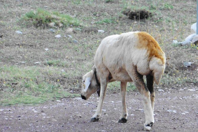 Taurus Mountains Trekking Tour (3723m) - The Experience and What It Means for You