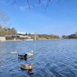 Tbilisi: Elegance of Traditional Architecture & Turtle Lake - Scenic Cable Car Ride to Turtle Lake