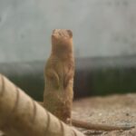 TELFORD: Hoo Zoo and Dinosaur World Entry Ticket - Who Is This Tour Best For?