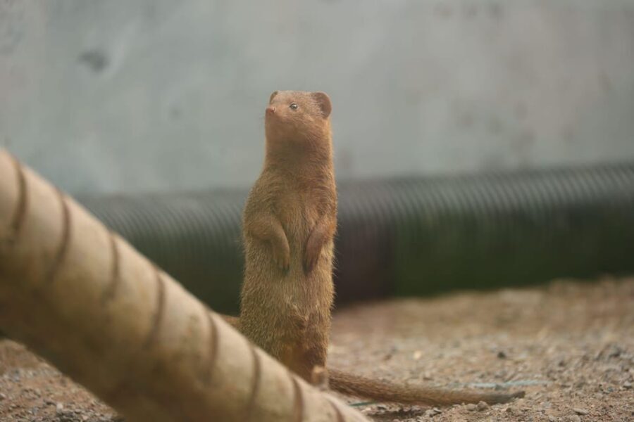 TELFORD: Hoo Zoo and Dinosaur World Entry Ticket - Who Is This Tour Best For?