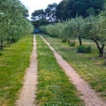 Tempio Pausania: Visit a Distillates Workshop with Tasting - Why This Tour Is Worth Considering