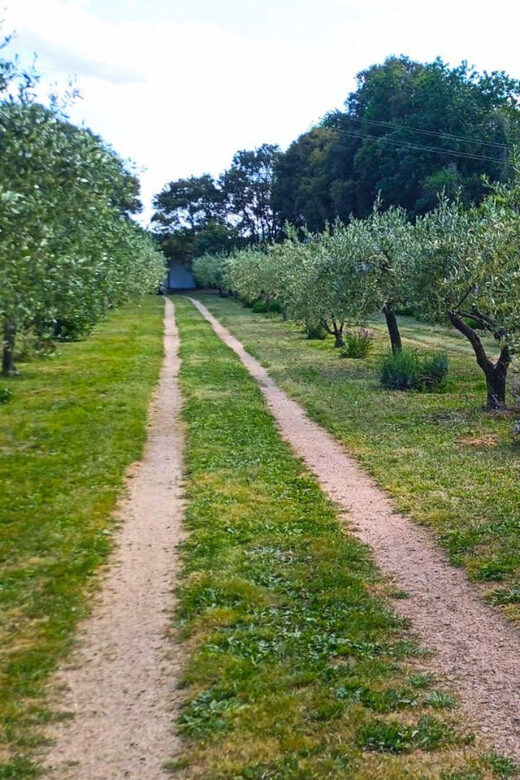 Tempio Pausania: Visit a Distillates Workshop with Tasting - Why This Tour Is Worth Considering