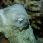 Tenerife: 2-Dive Private Scuba Discovery Course - The Sum Up