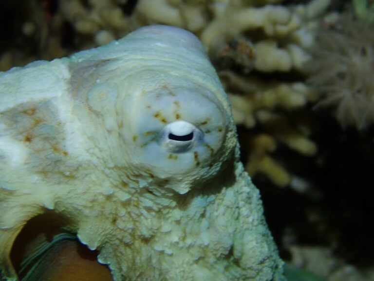 Tenerife: 2-Dive Private Scuba Discovery Course - The Sum Up