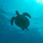 Tenerife: 2 Diving Sessions for Certified Divers - Who Will Love This Experience?