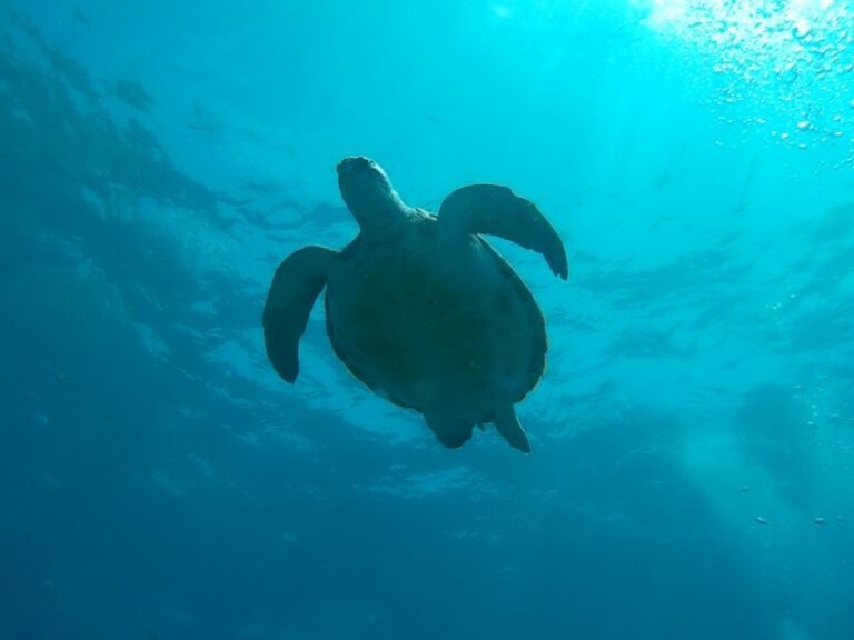 Tenerife: 2 Diving Sessions for Certified Divers - Who Will Love This Experience?