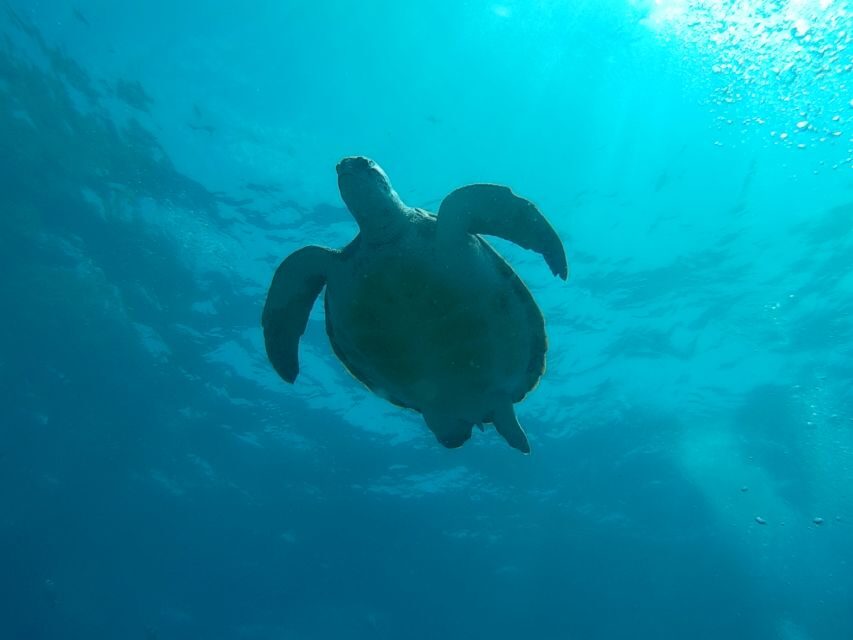 Tenerife: 2 Diving Sessions for Certified Divers - Who Will Love This Experience?