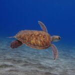 Tenerife: Abades Beach Beginner Diving Experience - The Itinerary: From Pickup to Post-Dive Relaxation