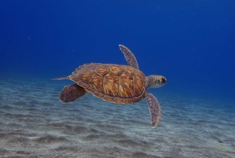 Tenerife: Abades Beach Beginner Diving Experience - The Itinerary: From Pickup to Post-Dive Relaxation