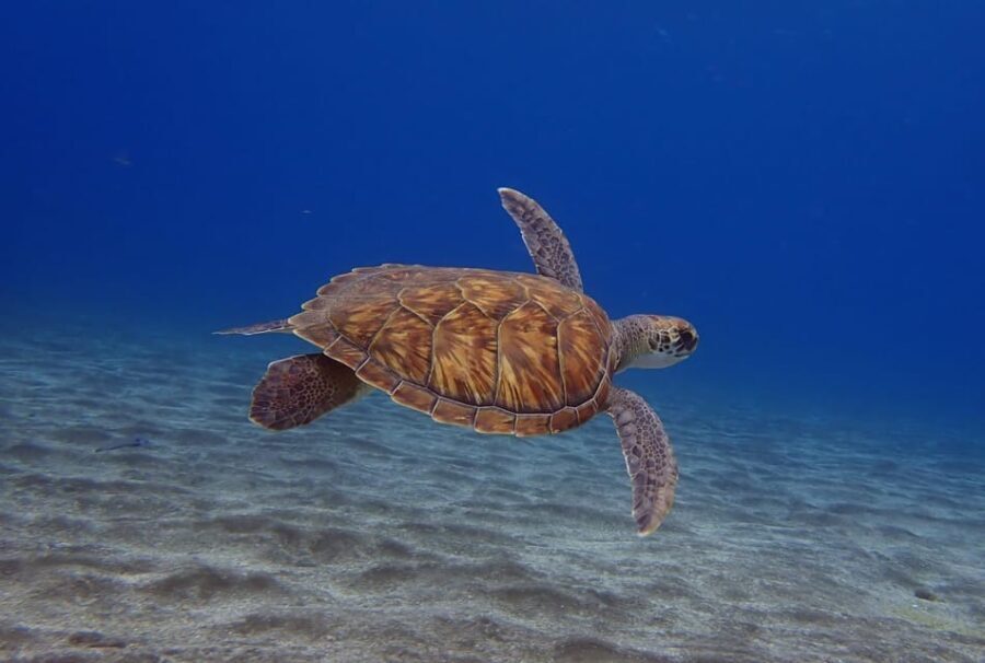 Tenerife: Abades Beach Beginner Diving Experience - The Itinerary: From Pickup to Post-Dive Relaxation