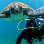 Tenerife: Beginners Scuba Dive Experience in Turtle Area - The Equipment and Safety Measures