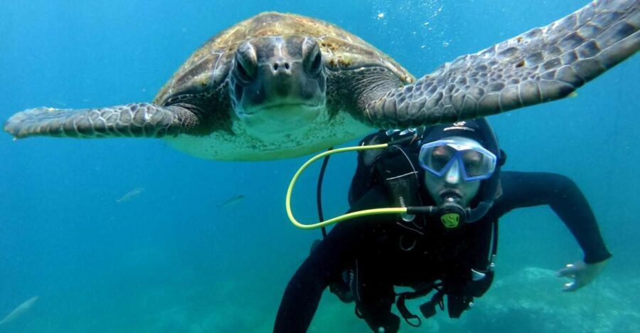 Tenerife: Beginners Scuba Dive Experience in Turtle Area - The Equipment and Safety Measures