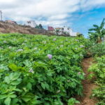 Tenerife: Canary History and Color Potatoes - Breakdowns of the Itinerary