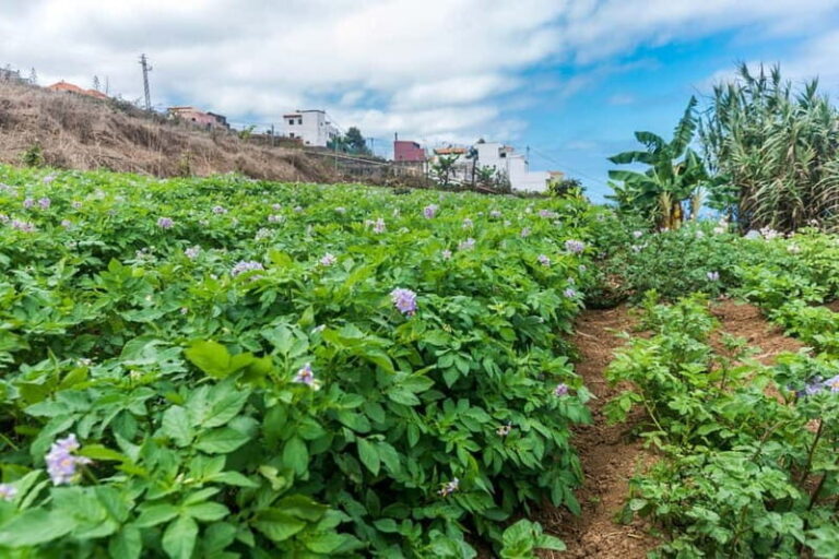 Tenerife: Canary History and Color Potatoes - Breakdowns of the Itinerary