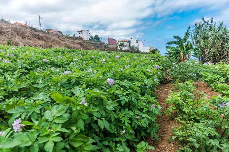 Tenerife: Canary History and Color Potatoes - Breakdowns of the Itinerary
