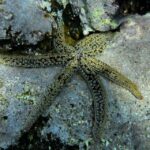 Tenerife : Diving License in one day - Itinerary Breakdown: What to Expect from Morning to Afternoon
