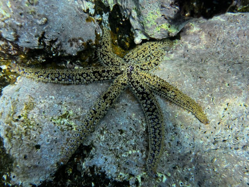 Tenerife : Diving License in one day - Itinerary Breakdown: What to Expect from Morning to Afternoon