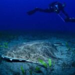 Tenerife: Diving w/ Underwater Scooter (DPV) - Why This Tour Is a Great Choice
