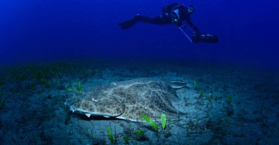 Tenerife: Diving w/ Underwater Scooter (DPV) - Why This Tour Is a Great Choice