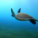 Tenerife, El Médano: Diving baptism - Itinerary Breakdown