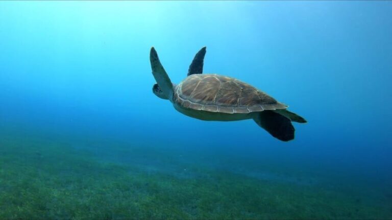Tenerife, El Médano: Diving baptism - Itinerary Breakdown