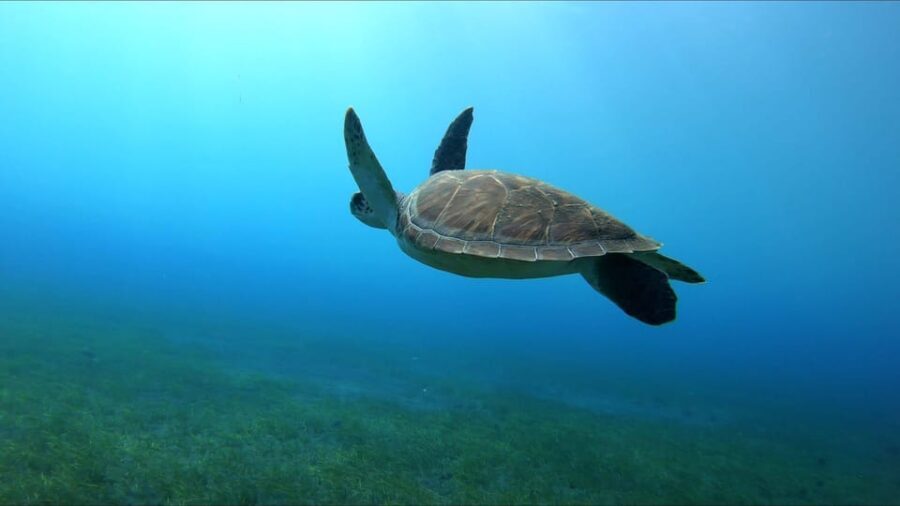 Tenerife, El Médano: Diving baptism - Itinerary Breakdown