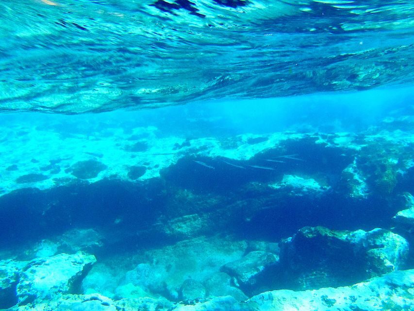 Tenerife Exclusive Snorkeling Trip with Marine Biologist - Detailed Breakdown of the Tour
