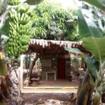 Tenerife: Finca Las Margaritas Banana Plantation Experience - FAQ