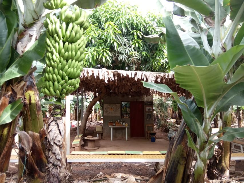 Tenerife: Finca Las Margaritas Banana Plantation Experience - FAQ