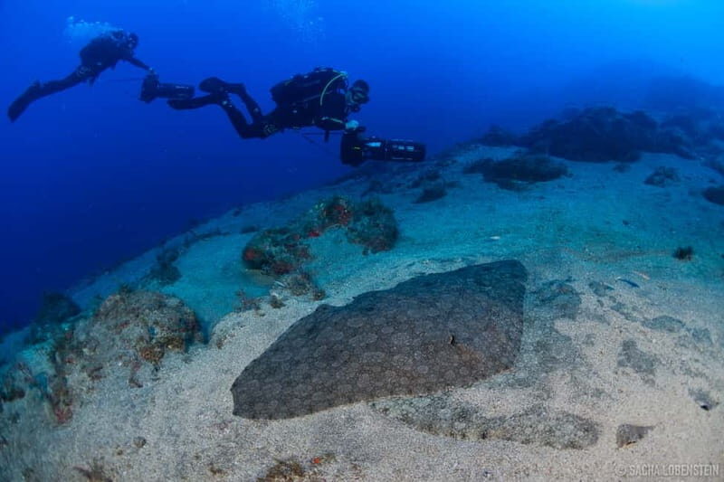 Tenerife: Guided Dive and Scooter Experience - The Dive Itself – What Can You Expect?