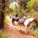 Tenerife: Guided Horseback Riding Tour to the Lomo Forest - Key Points